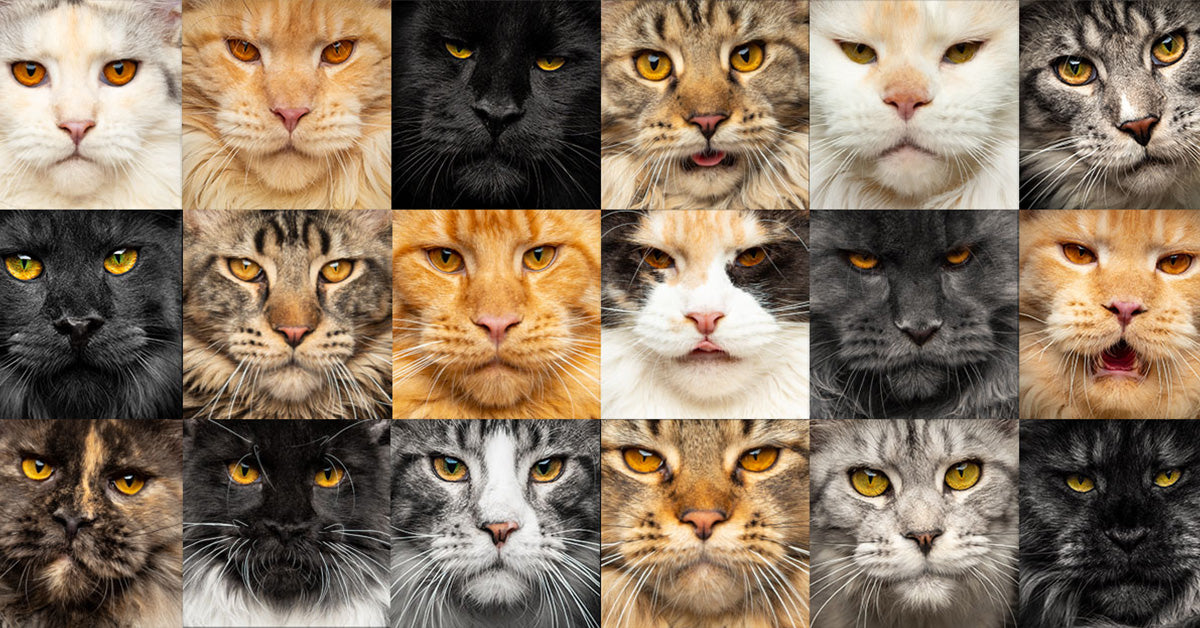 Felis Gallery by Robert Sijka Shop